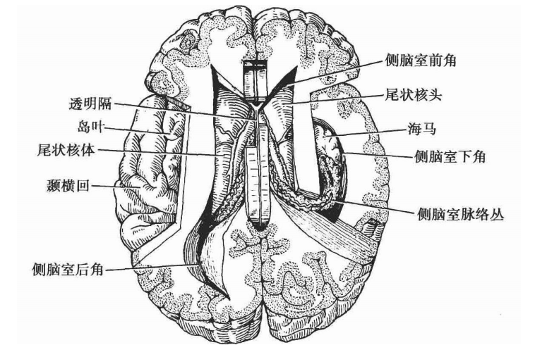 【必学精要】脑的应用解剖 - 知乎