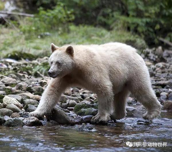 只有北极熊是白色的吗？不不不，它也是白熊 - 知乎