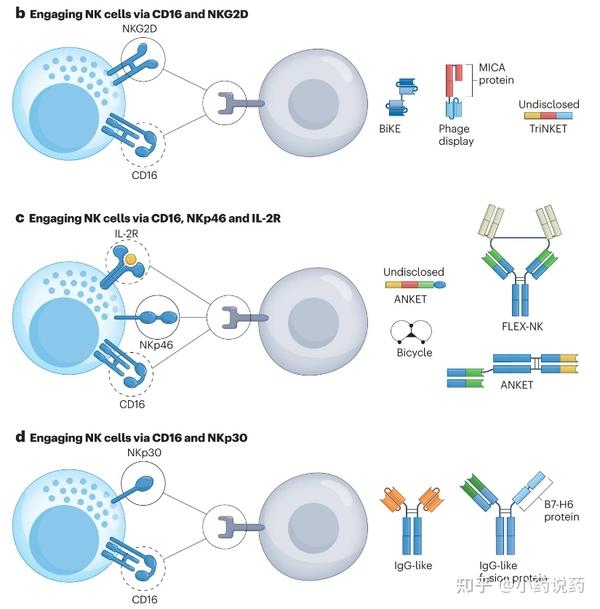 癌症免疫治疗中的新型免疫细胞接合器 - 知乎