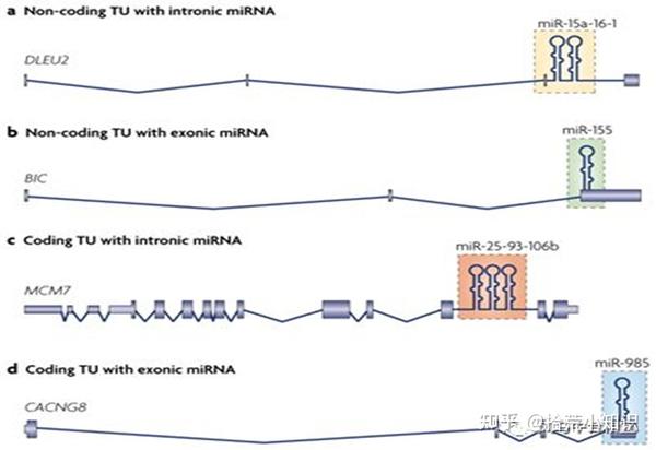 什么是microRNA？它的发现和研究进展对生物医学界有何重大意义？来一起看一看吧！ - 知乎