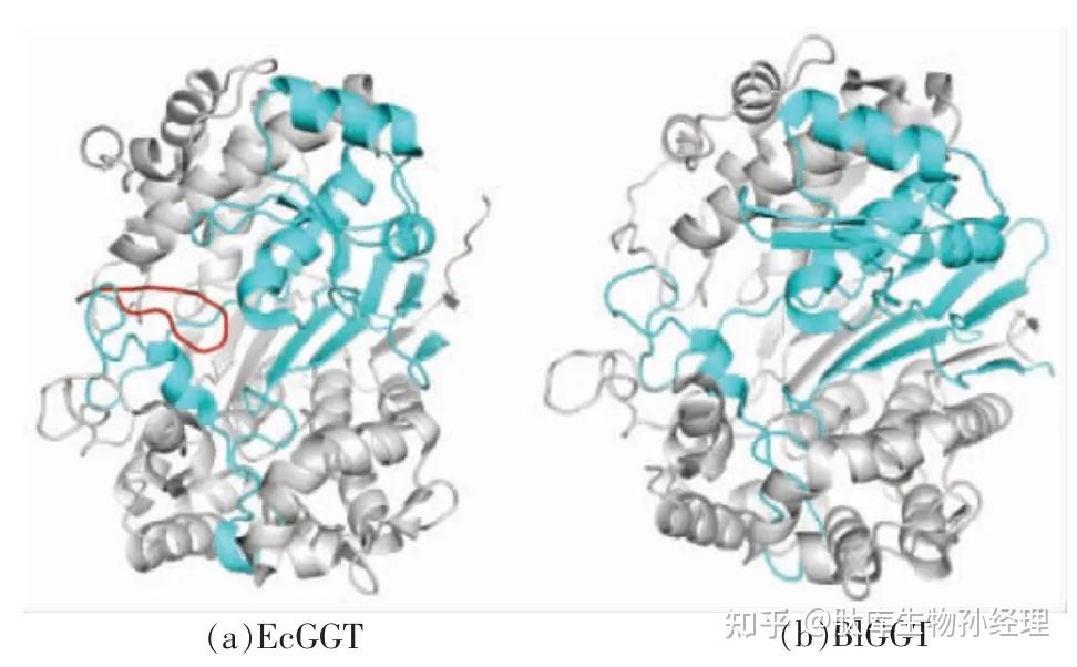 γ-谷氨酰转肽酶催化特性研究进展 - 知乎
