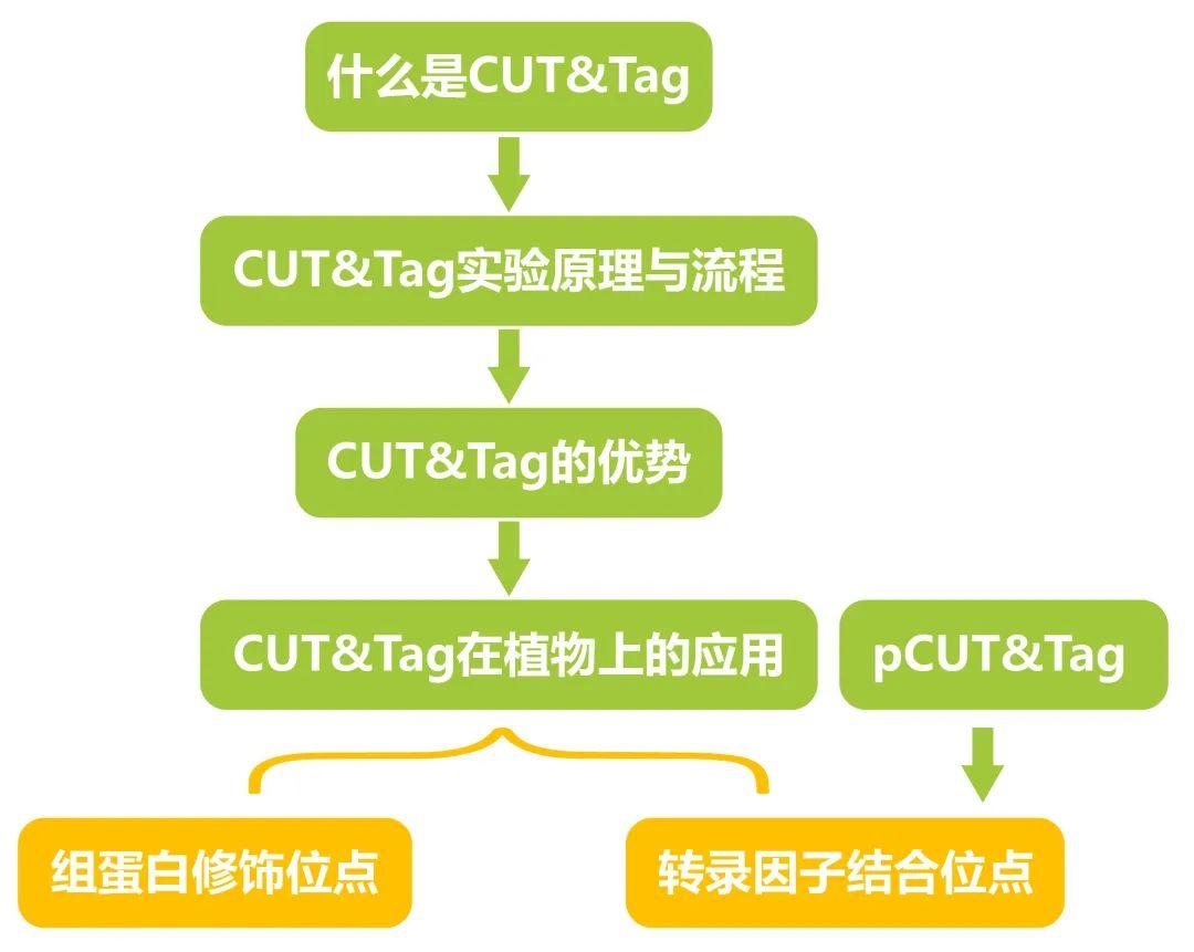解析表观遗传学的工具——CUT&Tag - 知乎