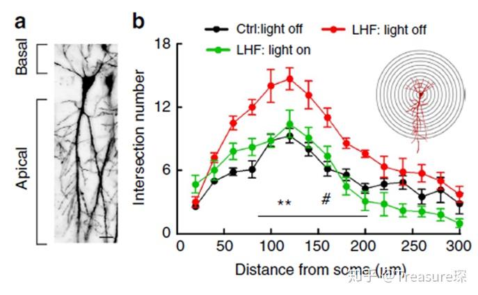 ImageJ实用技巧——Simple Neurite Tracer(插件篇) - 知乎