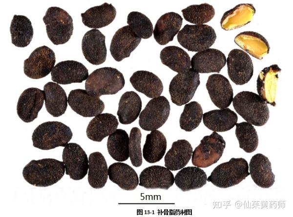 补骨脂粉末显微彩色图谱 - 知乎