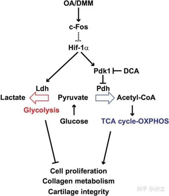 聚焦软骨能量代谢：c-Fos控制骨关节炎中的代谢重组 - 知乎