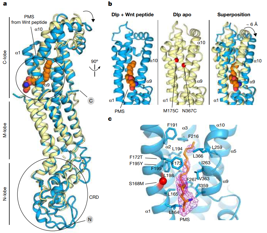 Nature | 破解Wnt信号高效远距离传递之谜 - 知乎