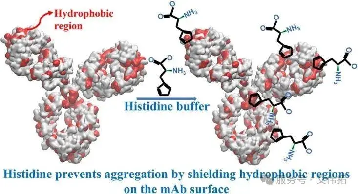 从静脉到皮下：rHuPH20+组氨酸+蛋氨酸标配（上） - 知乎