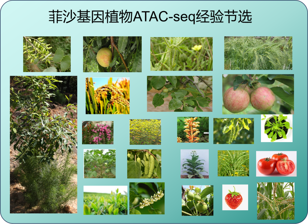 ATAC+RNA-seq揭秘植物领域的基因表观遗传调控！ - 知乎