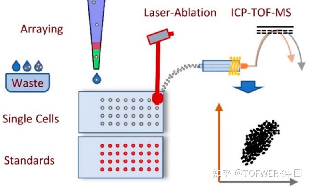 LA-ICP-TOF 高通量分析单细胞阵列 - 知乎