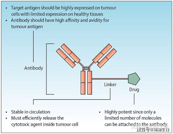 ADC药物DAR值分析的主要技术 - 知乎
