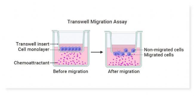 细胞迁移 VS 侵袭大不同！想要划痕和 Transwell 实验的实操？包会的！ | MedChemExpress (MCE) - 知乎