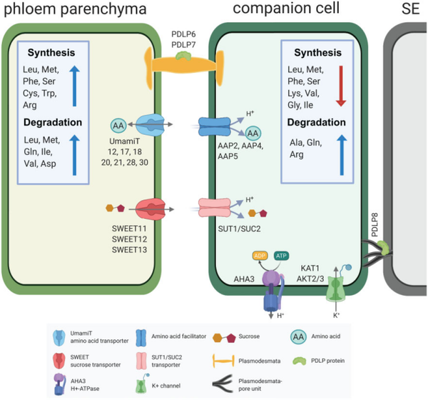 单细胞分辨率下的植物组织结构 | 时空简讯23期 - 知乎
