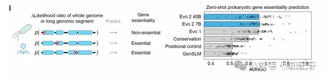 Evo2：跨生命领域的基因组“造物主”模型 - 知乎