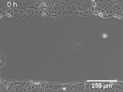ibidi活细胞成像|为什么要用活细胞成像来研究细胞的5大理由！ - 知乎