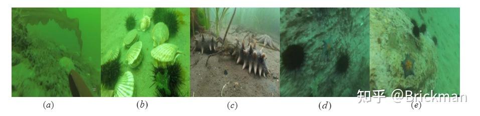 文献阅读：An Improved YOLOv5-Based Underwater Object-Detection Framework ...