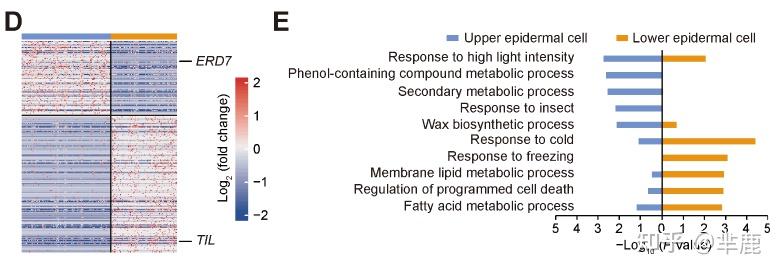 空转植物应用 |scStereo-seq技术解析拟南芥叶片空间转录组 - 知乎