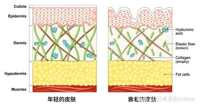 三肽-32 Tripeptide-32皮肤修复成分 - 知乎