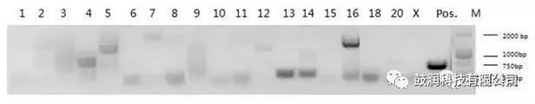GUIDE-Seq——准确、高效的真核细胞内CRISPR基因编辑的在靶与脱靶效率评估方法 - 知乎