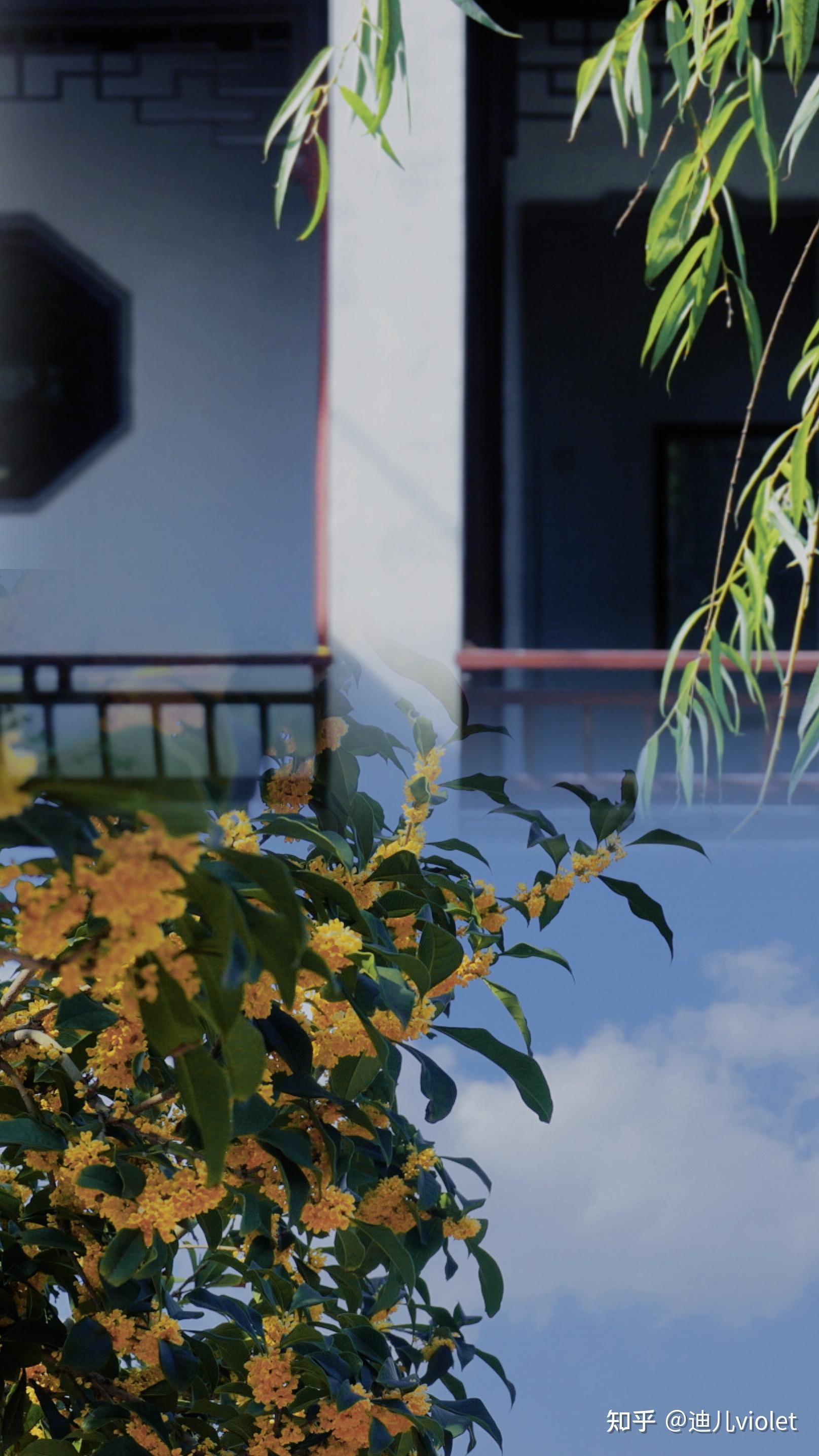 为什么苏州的市花是桂花？ - 知乎