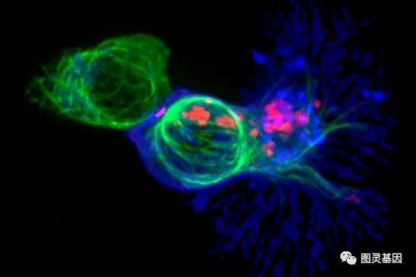 Nat Comm | 仿生纳米疫苗改善IL-15向淋巴结的靶向递送 - 知乎