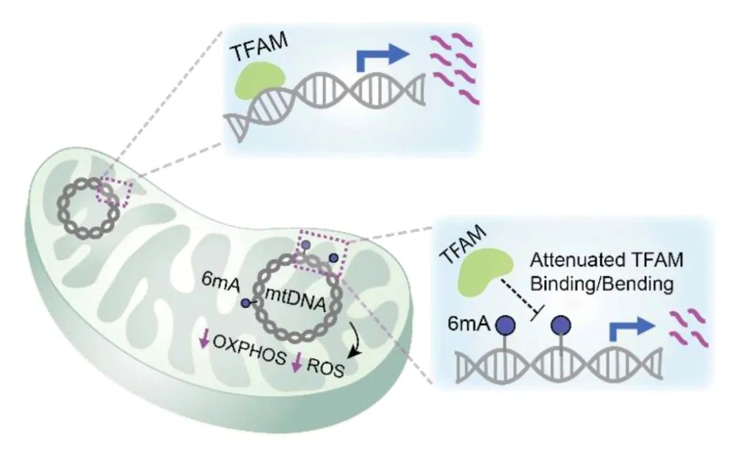 学术争鸣 | 从迷雾重重到柳暗花明？全面起底DNA 6mA修饰相关研究的争议 - 知乎