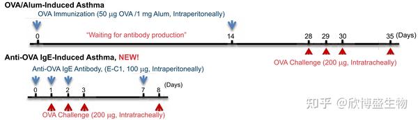 过敏性疾病：OVA诱导的哮喘 - 知乎