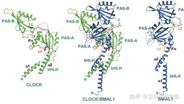 炎症因子IL-4通过EGR1调控节律系统中枢基因PER2 - 知乎