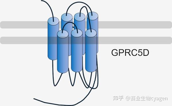 从GPRC5D看CAR-T靶点的发现与研究 - 知乎