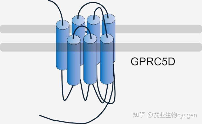 从GPRC5D看CAR-T靶点的发现与研究 - 知乎