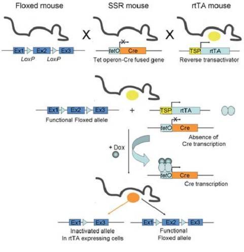 【小鼠大学问】诱导型Cre，给基因敲除装个“开关” - 知乎