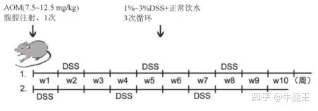 AOM/DSS诱导结直肠癌模型 - 知乎