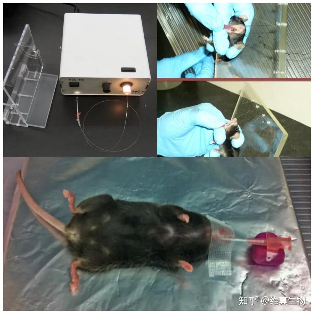 『维真生物-病毒包装』AAV在肺部的应用-血清型 - 知乎