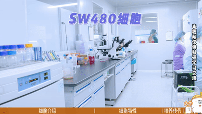 SW480细胞培养，人结肠癌细胞培养攻略 - 丰晖生物 - 知乎