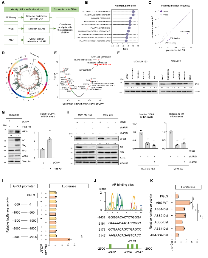 Cell Met｜三阴性乳腺癌铁死亡异质性揭示一种创新的免疫治疗组合策略 - 知乎