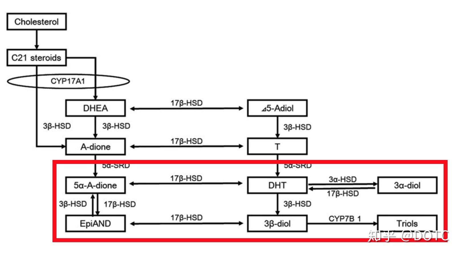 对抗DHT第4部分：通过增加DHT代谢来攻击DHT（雄性脱发） - 知乎