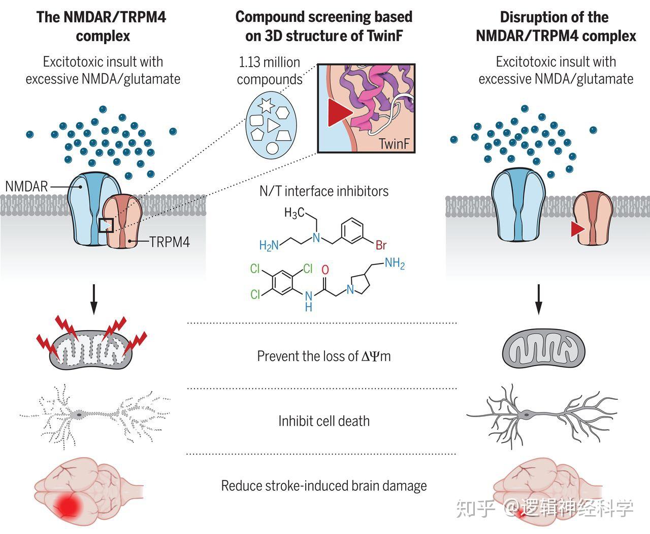 Science︱新神经保护剂！NMDAR/TRPM4相互作用机制及抑制剂 - 知乎