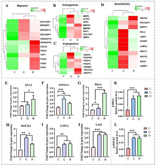 华南理工大学《Bioact. Mater.》：支架孔隙形态调节骨再生机制 - 知乎