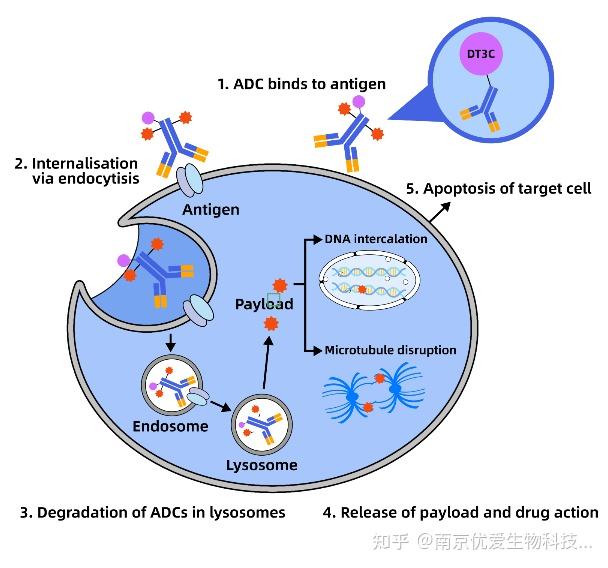 DT3C：高效检测抗体内化效率 - 知乎