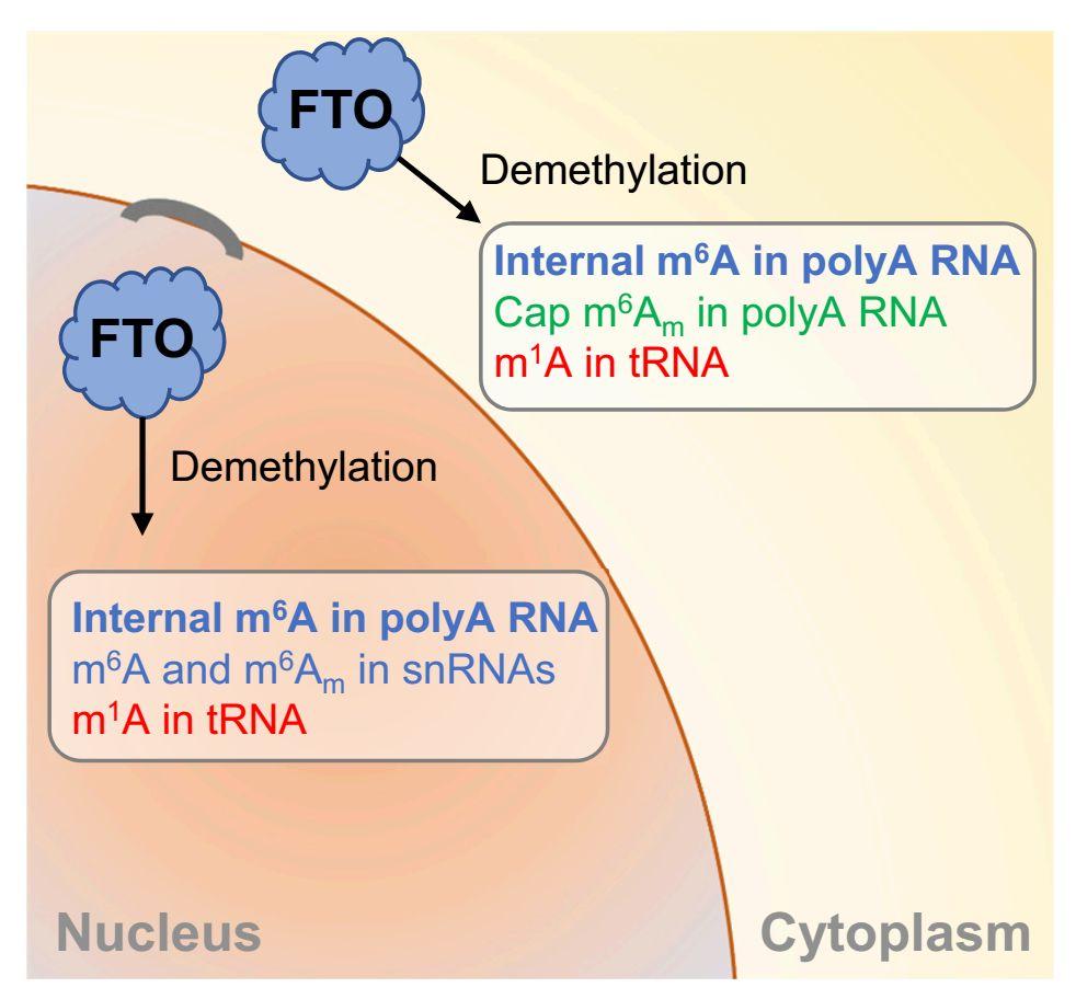 不能把“功劳”都算到m6A头上，FTO不仅仅是m6A去甲基化酶 - 知乎