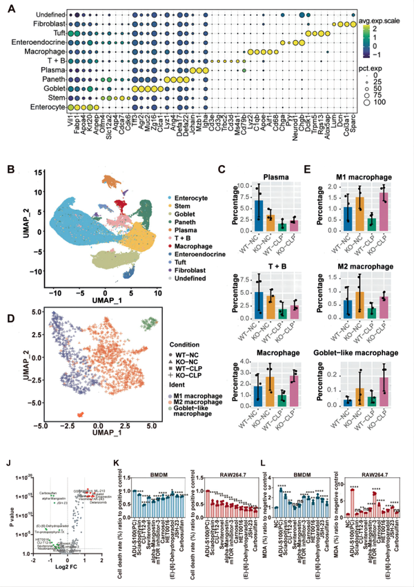 项目文章 | 单细胞测序揭秘STING与NCOA4相互作用关系并发现脓毒症的潜在治疗策略 - 知乎