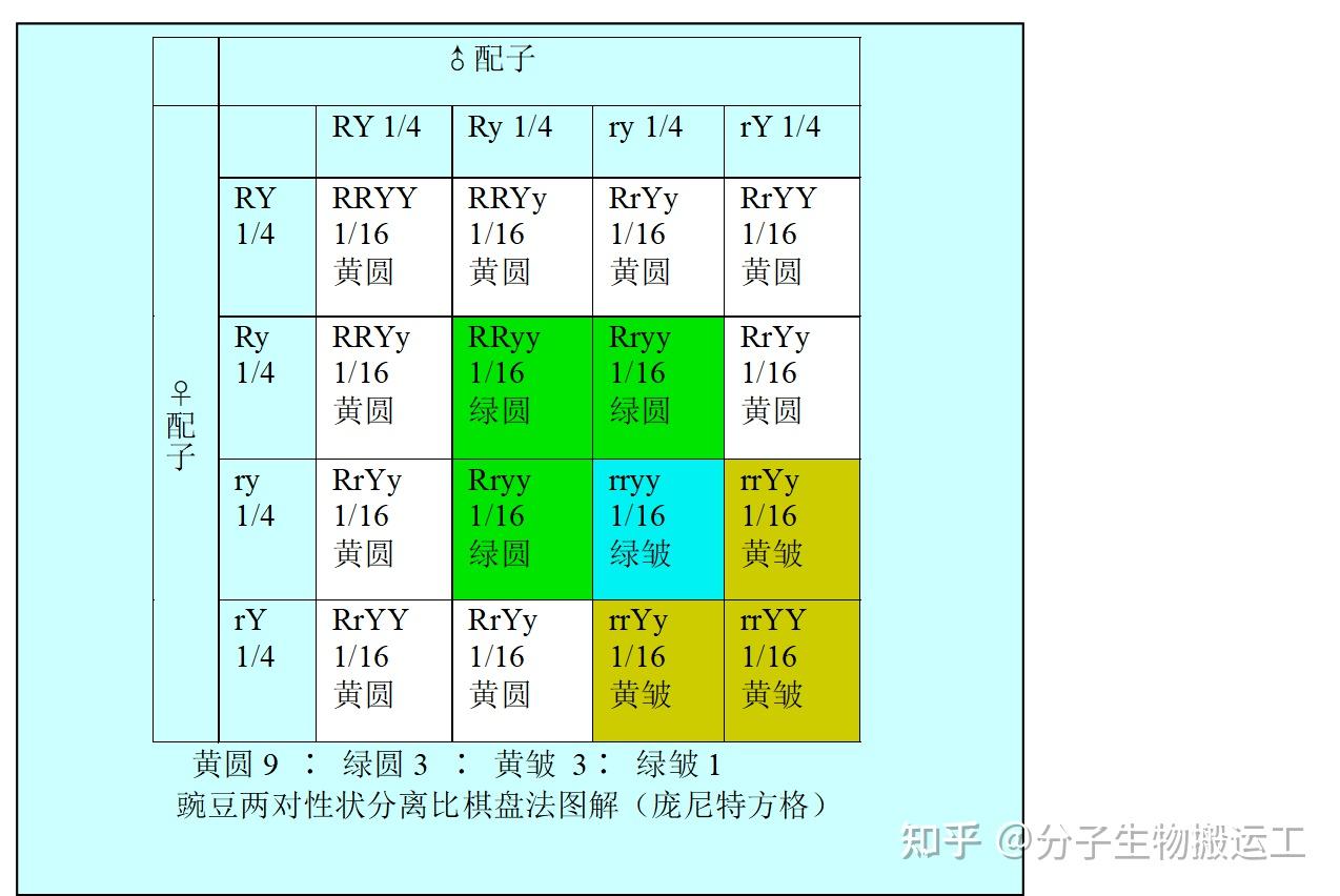 孟德尔遗传定律(二)——自由组合定律 知乎