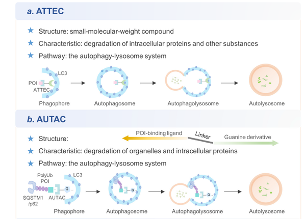 阿尔茨海默病、癌症......看「新型自噬降解剂」的研究进展，这是继PROTAC之后又一新起之秀 - 知乎