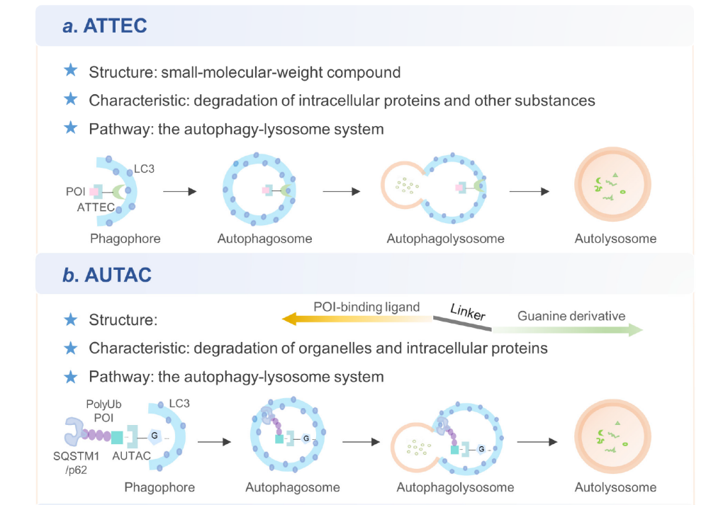 阿尔茨海默病、癌症......看「新型自噬降解剂」的研究进展，这是继PROTAC之后又一新起之秀 - 知乎