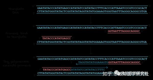 8分钟掌握PCR核心原理 - 知乎