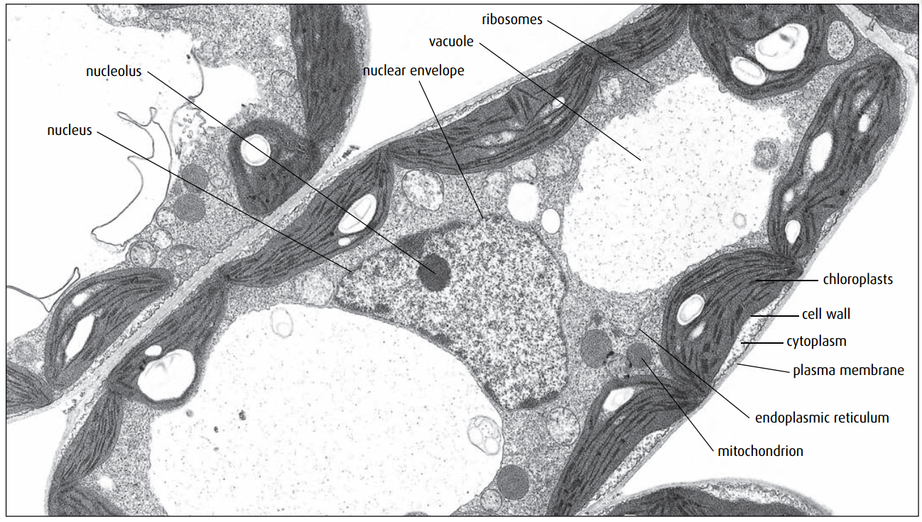 Topic 1.2 Ultrastructure of Cells 细胞显微结构 - 知乎