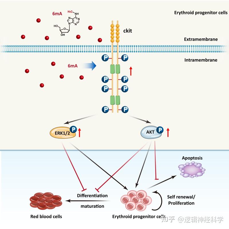 iScience︱中科院生态环境研究中心汪海林团队发现可促进红系祖细胞增殖的小分子 - 知乎