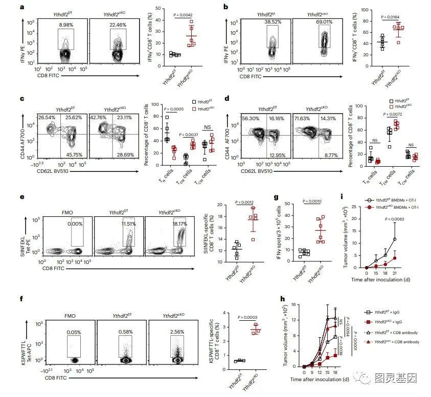Nat Immu | m6A阅读蛋白协调肿瘤相关巨噬细胞的重编程，控制抗肿瘤免疫力 - 知乎