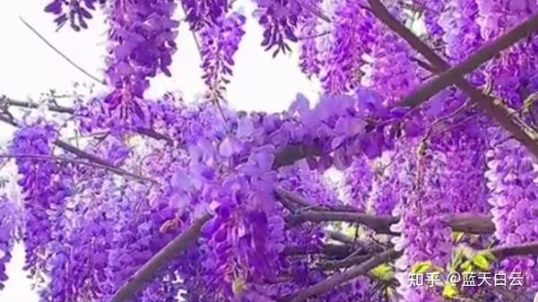 梦里紫色的花，又回归了凄凉 - 知乎