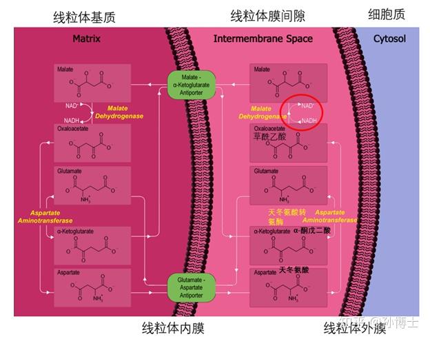 NAD+的内循环比补充NAD+更重要（二） - 知乎