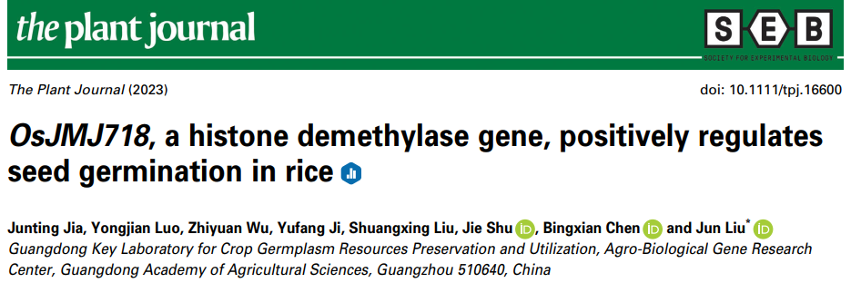 喜讯！ChIP-seq再立功，组蛋白去甲基化酶在水稻种子的表观调控机制见刊The Plant Journal - 知乎